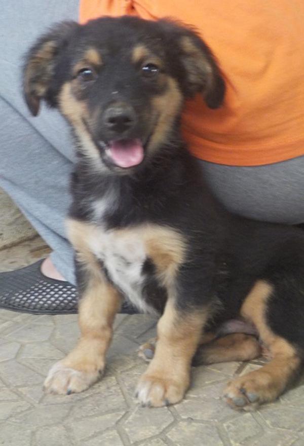 Koda