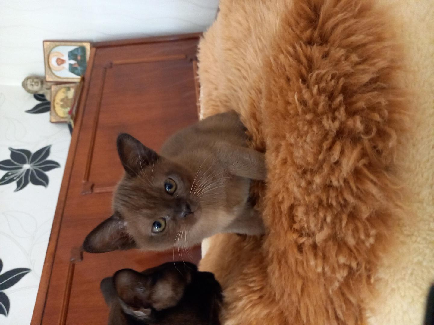 Burma-Kitten