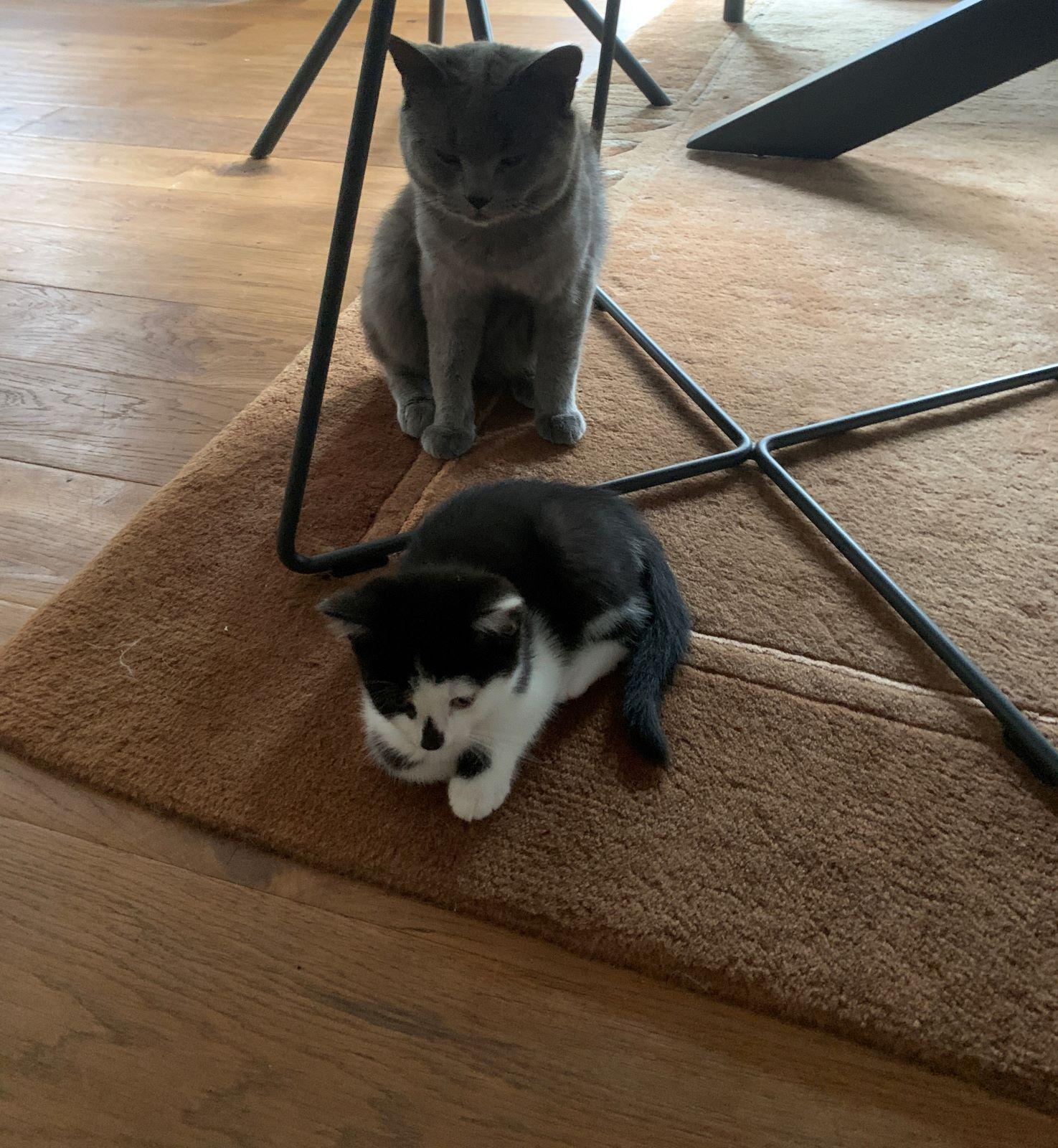 BKH British Kurzhaar Katzen Babys Kitten abgabeber