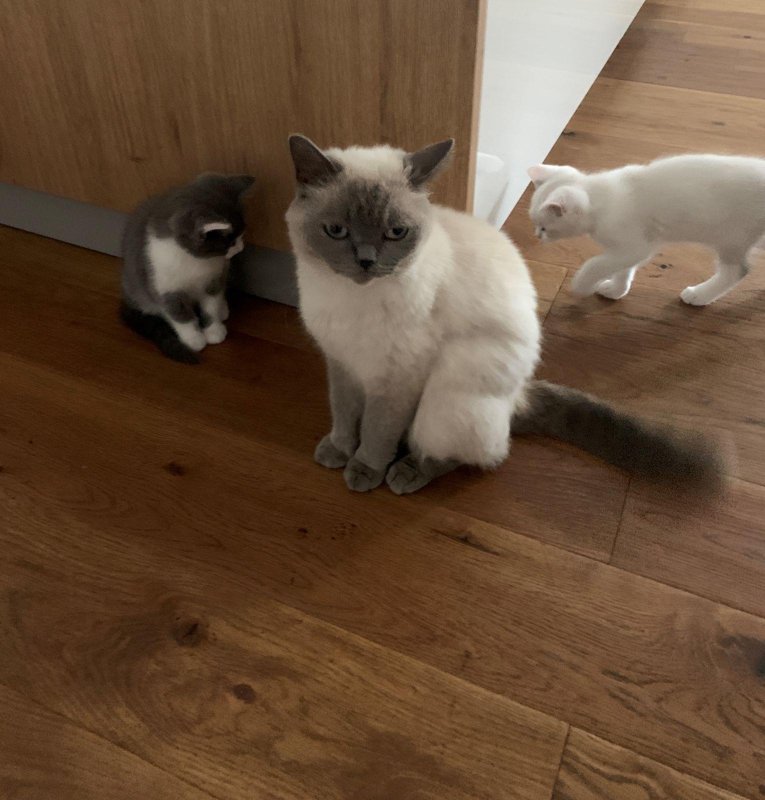 BKH British Kurzhaar Katzen Babys Kitten abgabeber