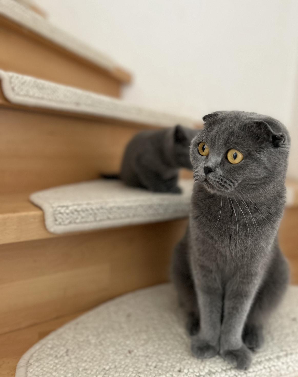 Bkh Mix / Scottish fold kitten